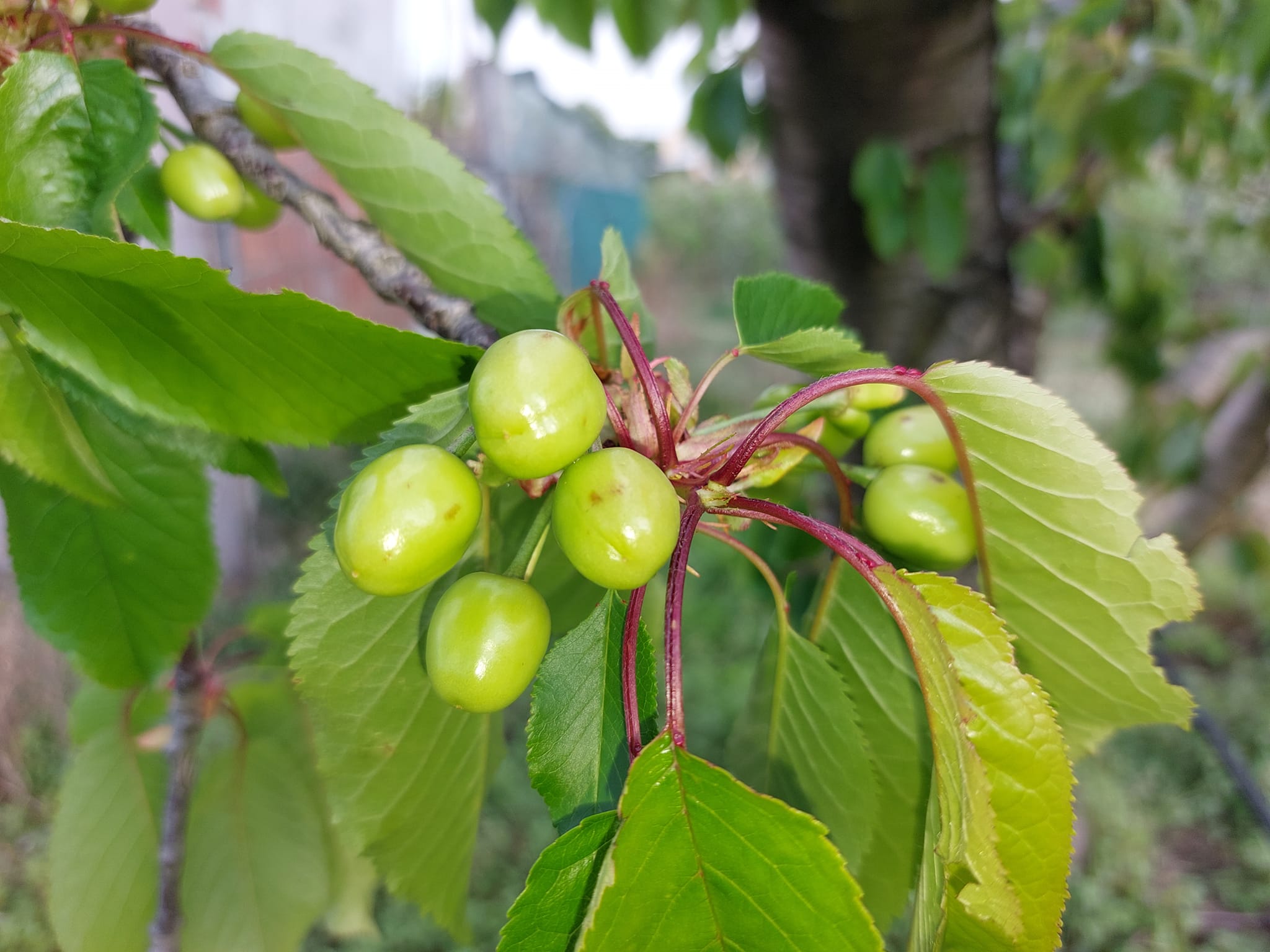 Χαλαζόπτωση χθες σε Αγιόκαμπο, Άνω Σωτηρίτσα και Αγιά / Αναφέρθηκαν ...